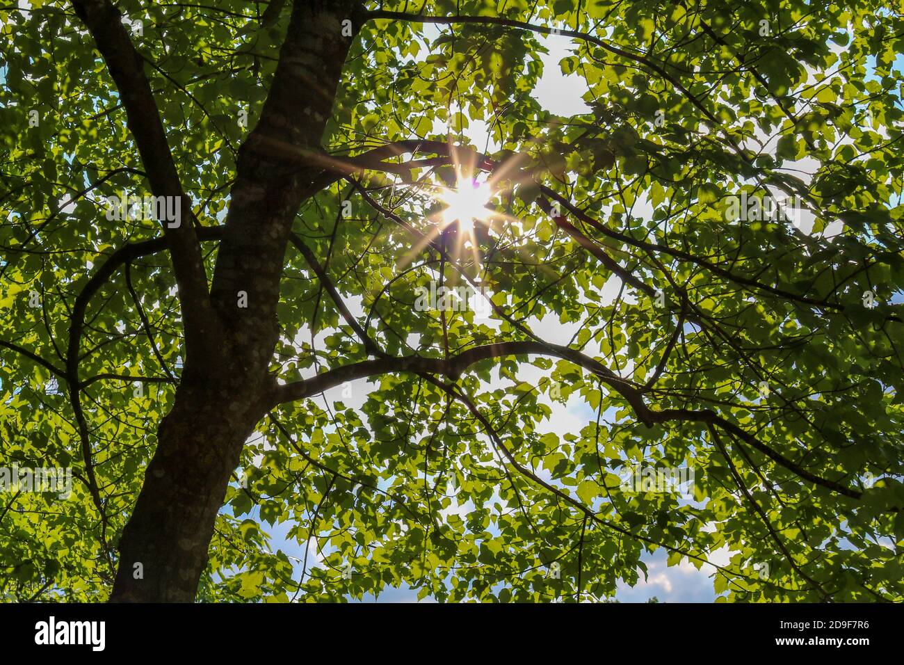 Low angle shot of the sun shining through tree leaves Stock Photo - Alamy