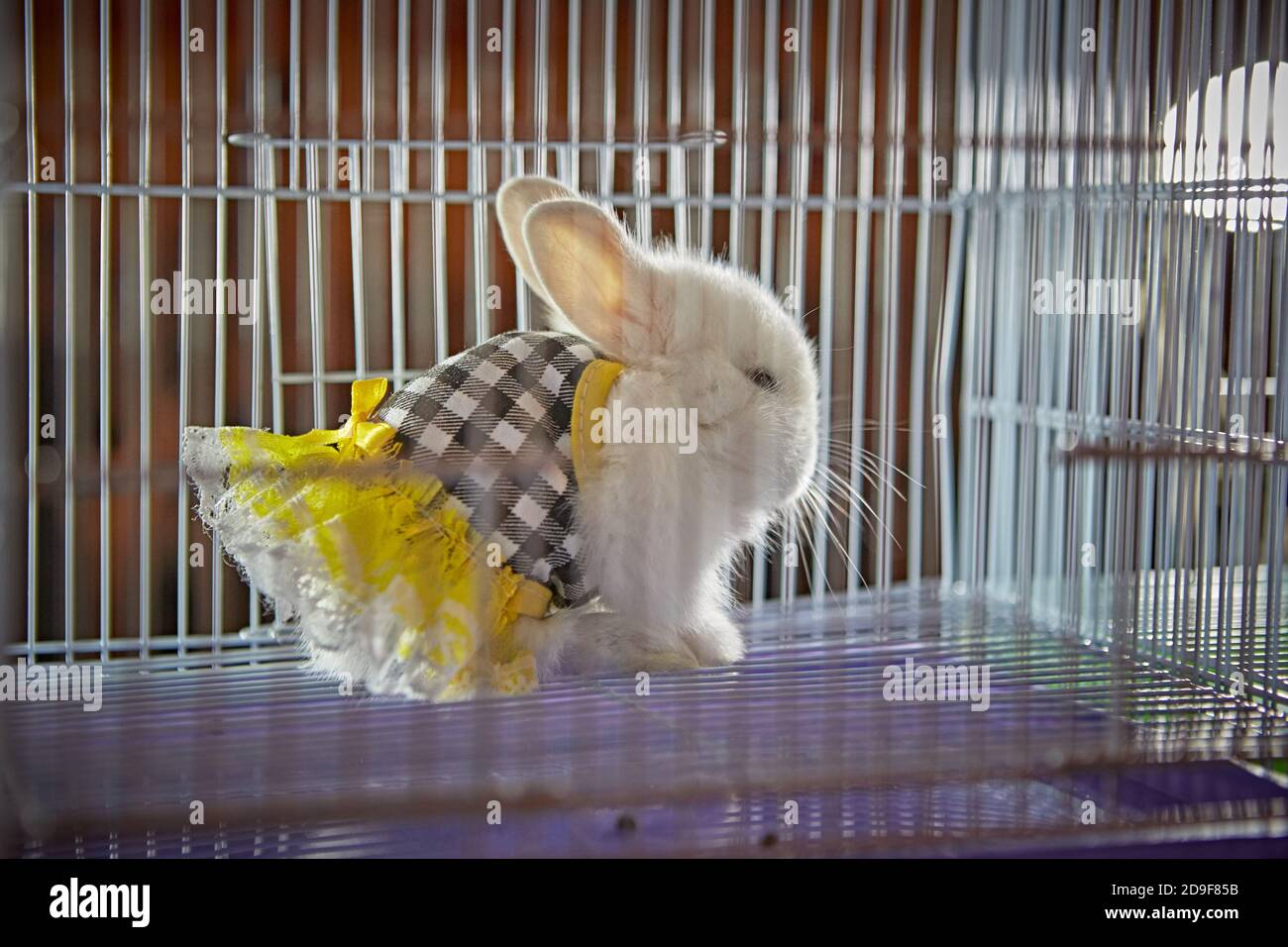 Bangkok, Thailand, March 2016. Sale of rabbit pups in costume at the ...
