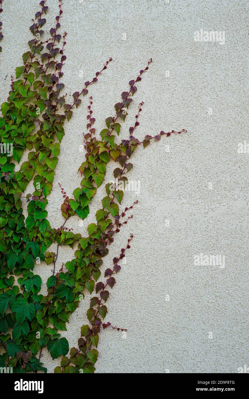 Natural frame. Creeping plants on the walls. Backgrounds with climbing ...
