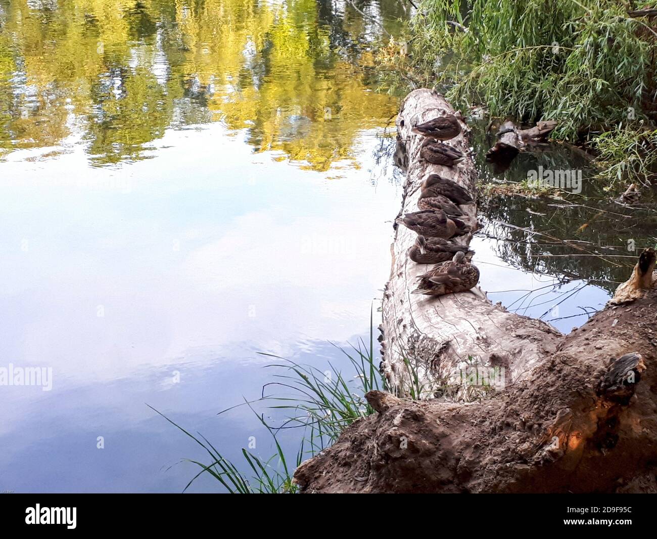 Duck sitting on a log in the water hi-res stock photography and images ...