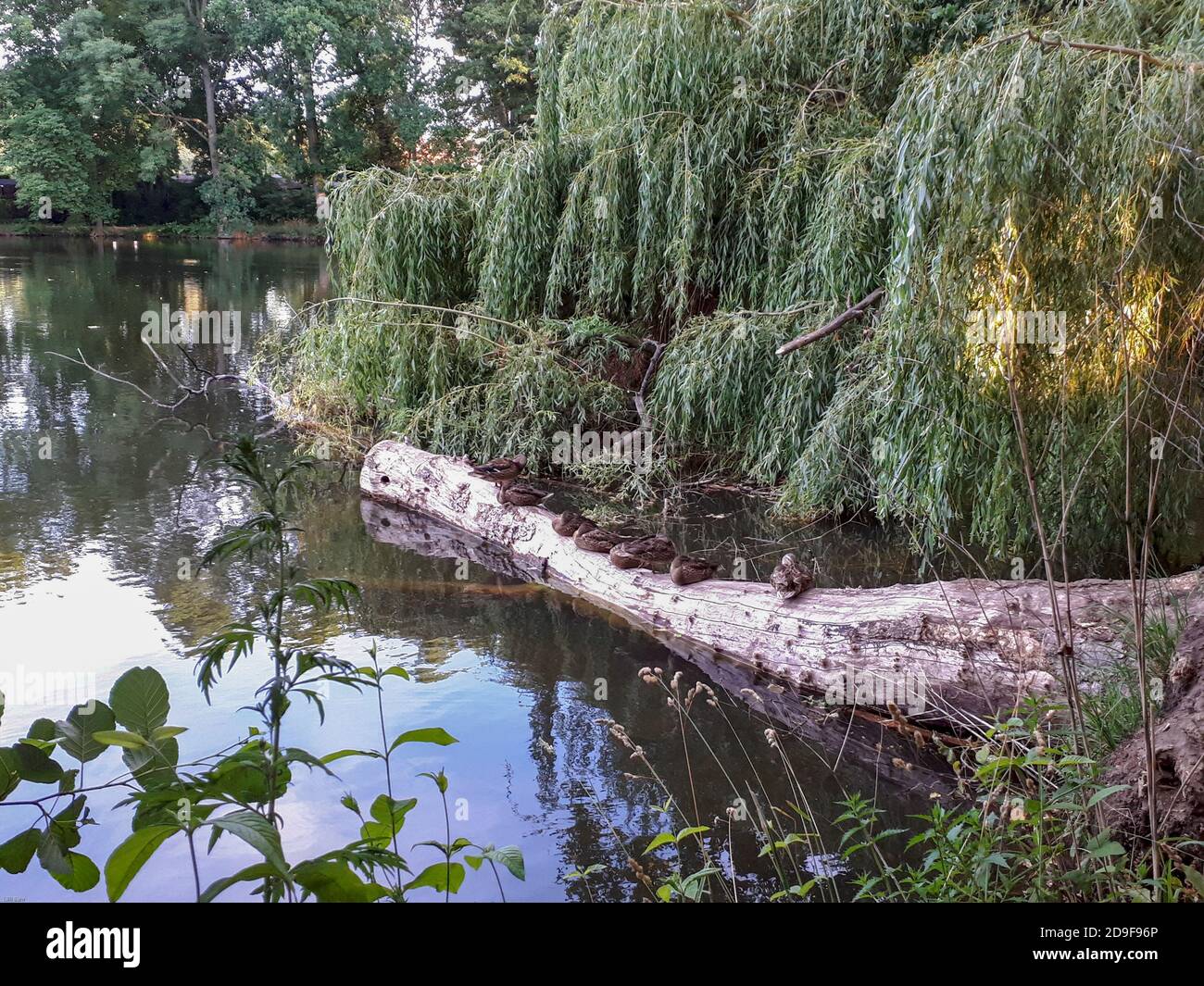 Duck sitting on a log in the water hi-res stock photography and images ...
