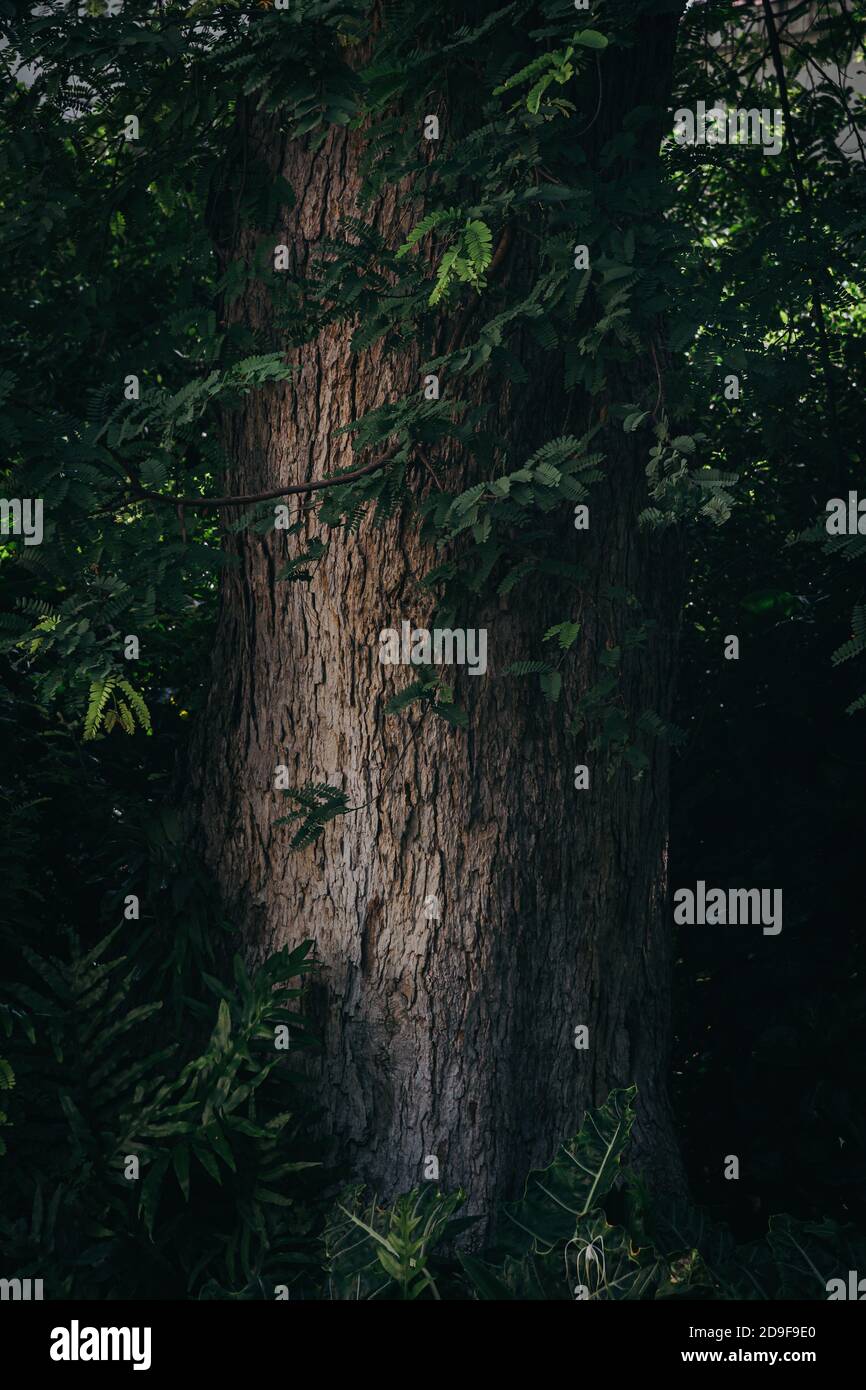 Giant tree trunk with rough green leaves in vertical background Stock ...