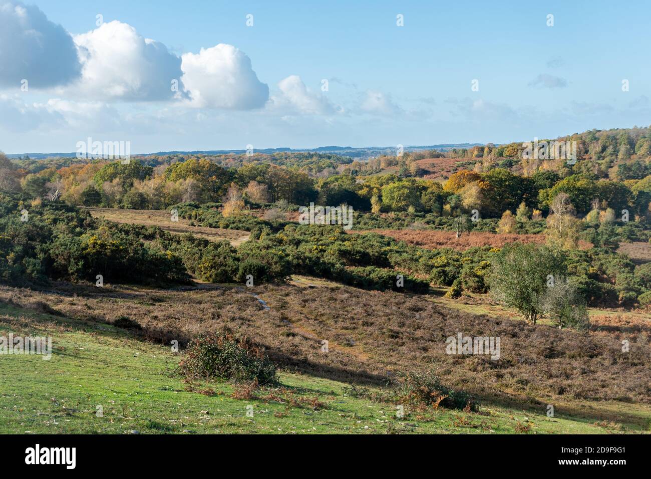 New forest landscape uk hi-res stock photography and images - Alamy