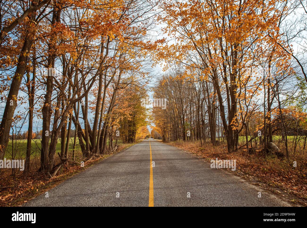 A straight tree lined road through a rural area on an autumn day Stock ...