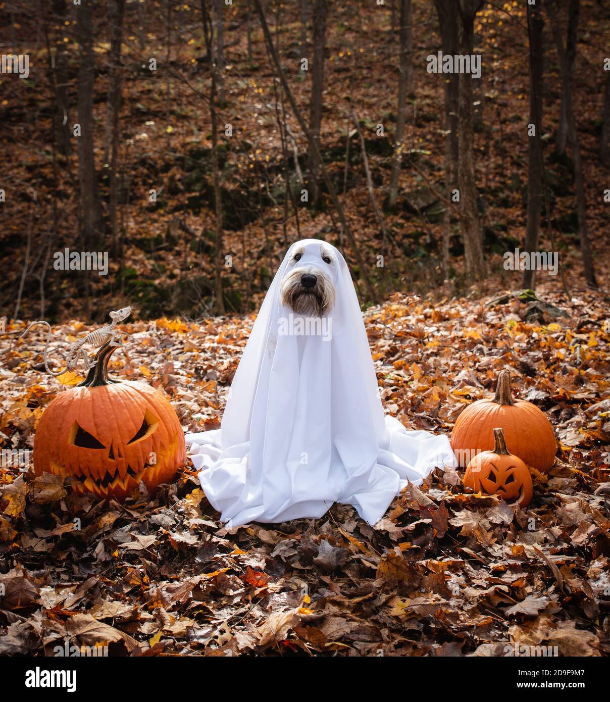 Ghost the dog hi-res stock photography and images - Alamy