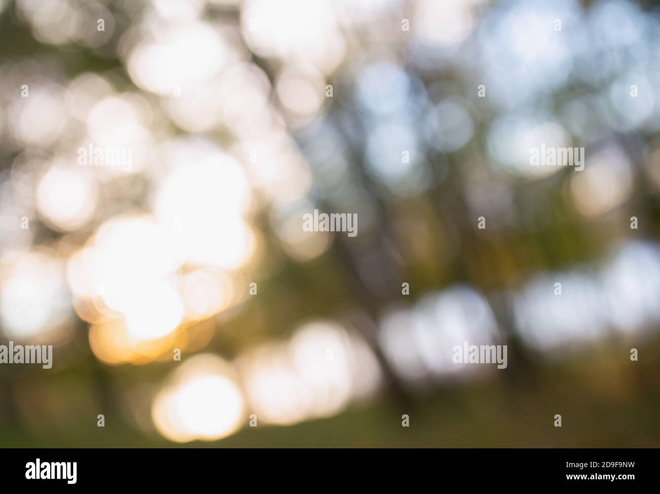 Defocused light patches, natural sun light plays in a park. Abstract ...
