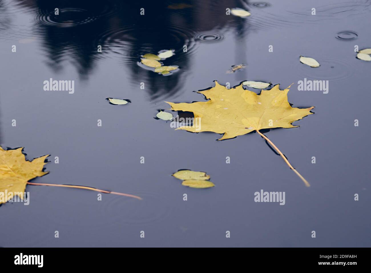 Fall season concept, yellow maple leaves in puddle. Autumn cold rainy day. Vibrant color of fall ...