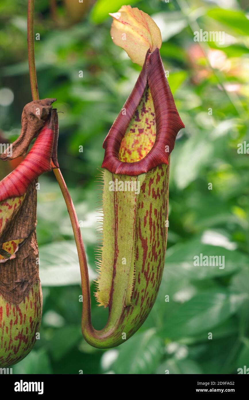 Selective focus shot of Nepenthes "Miranda" plants Stock Photo - Alamy