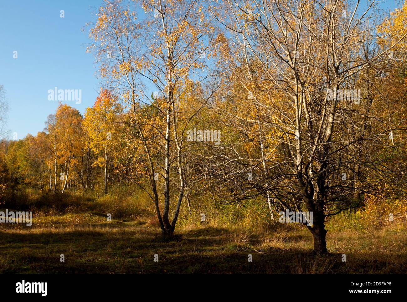 Silver Birch trees in Snitterfield Bushes Nature Reserve in autumn ...