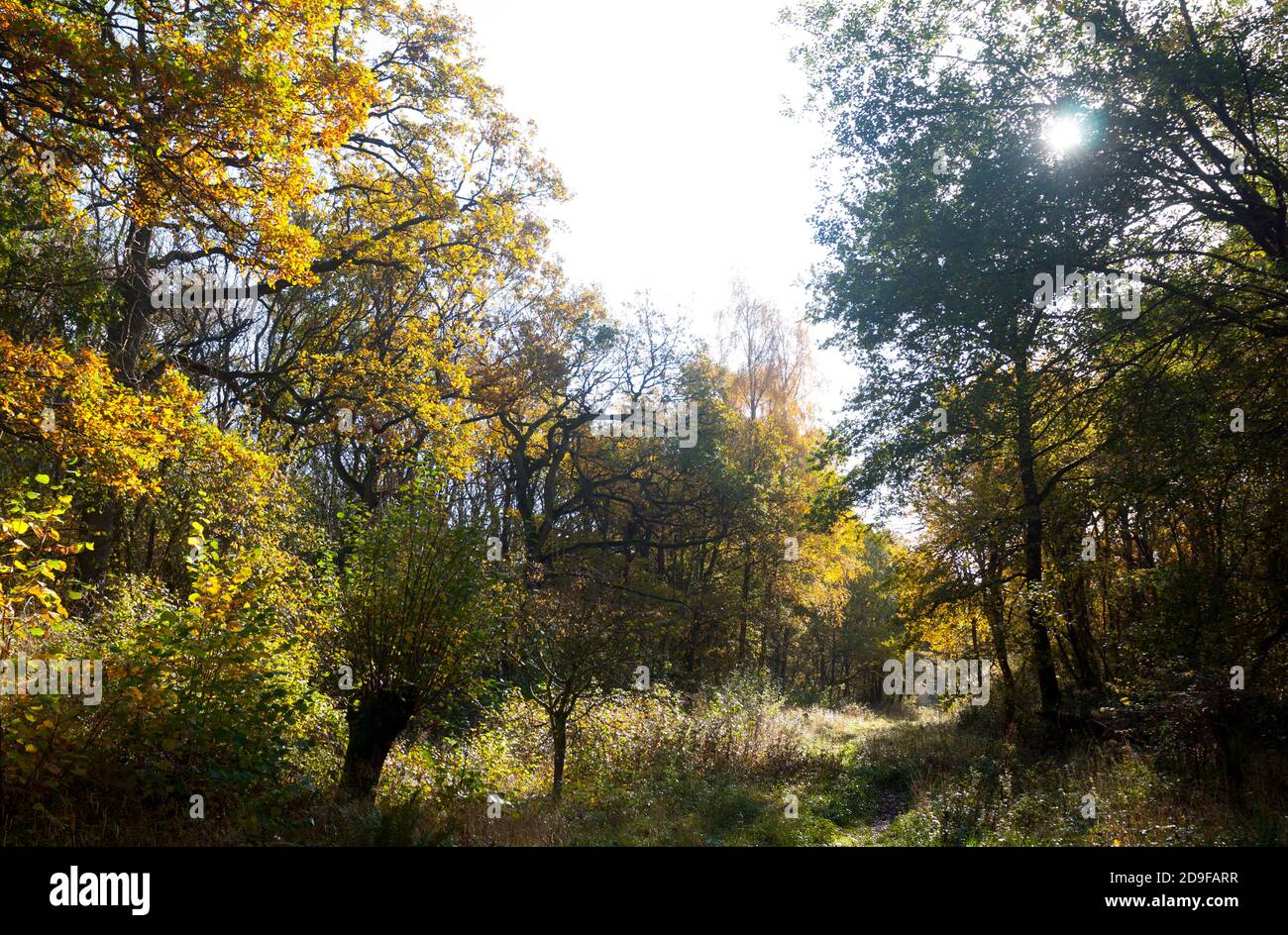 Snitterfield Bushes Nature Reserve in autumn, Warwickshire, England, UK ...