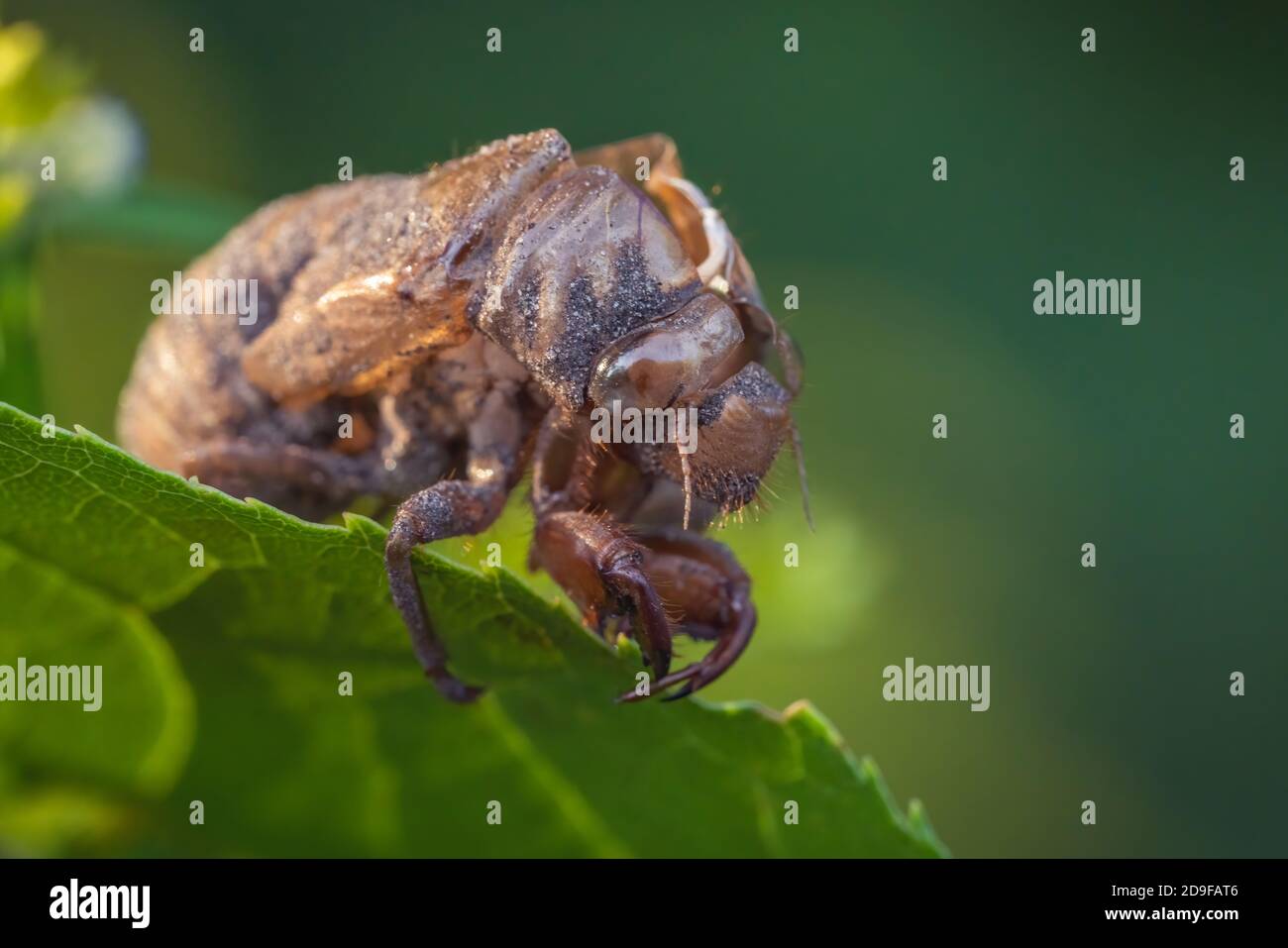 Bug with hard shell hi-res stock photography and images - Alamy