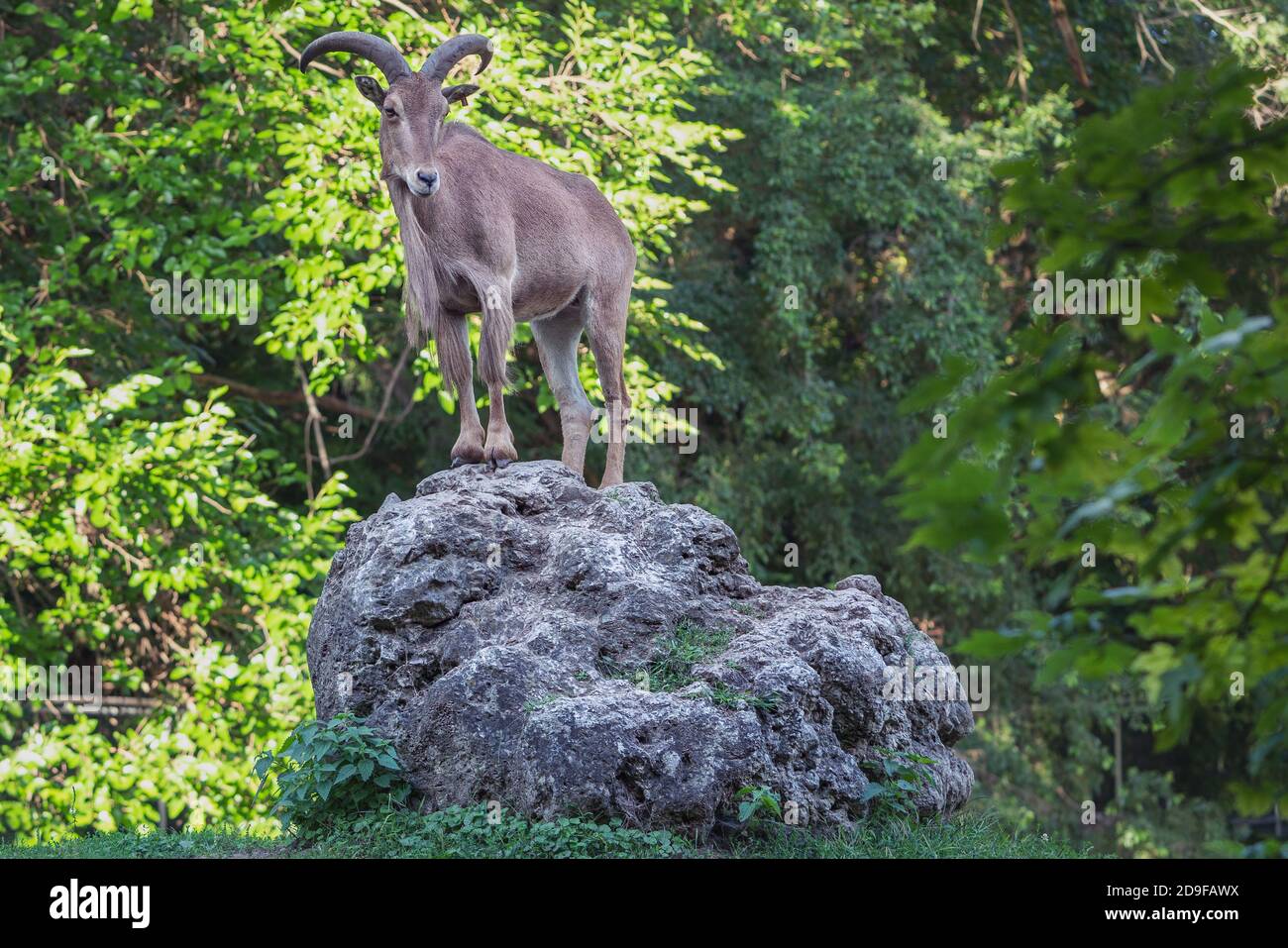 Closeup shot of a goat standing on the rock in the forest Stock Photo ...