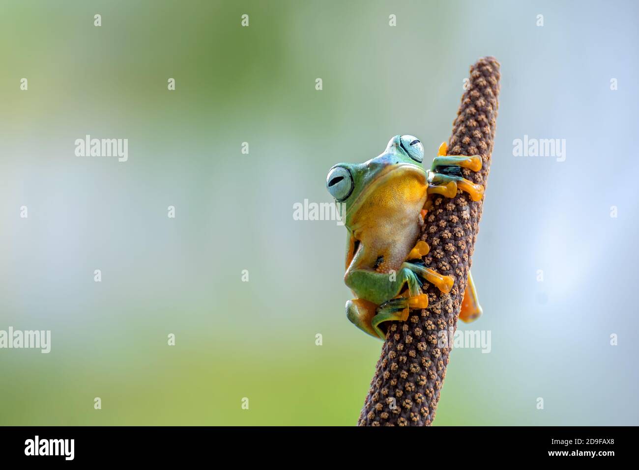 Green tree flying frog on tree branch Stock Photo - Alamy