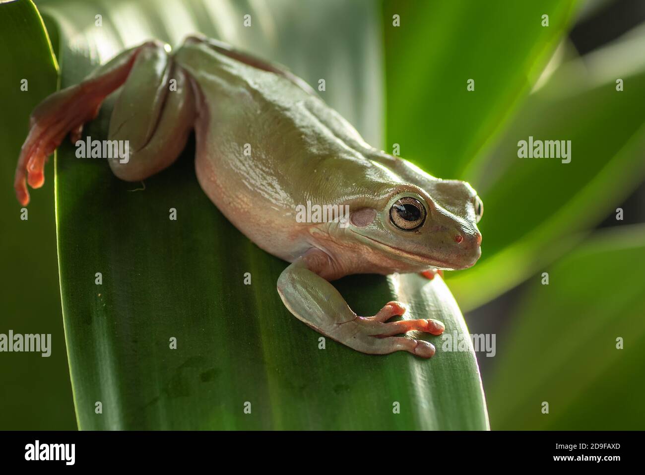 White lipped tree frog on the leaf Stock Photo - Alamy