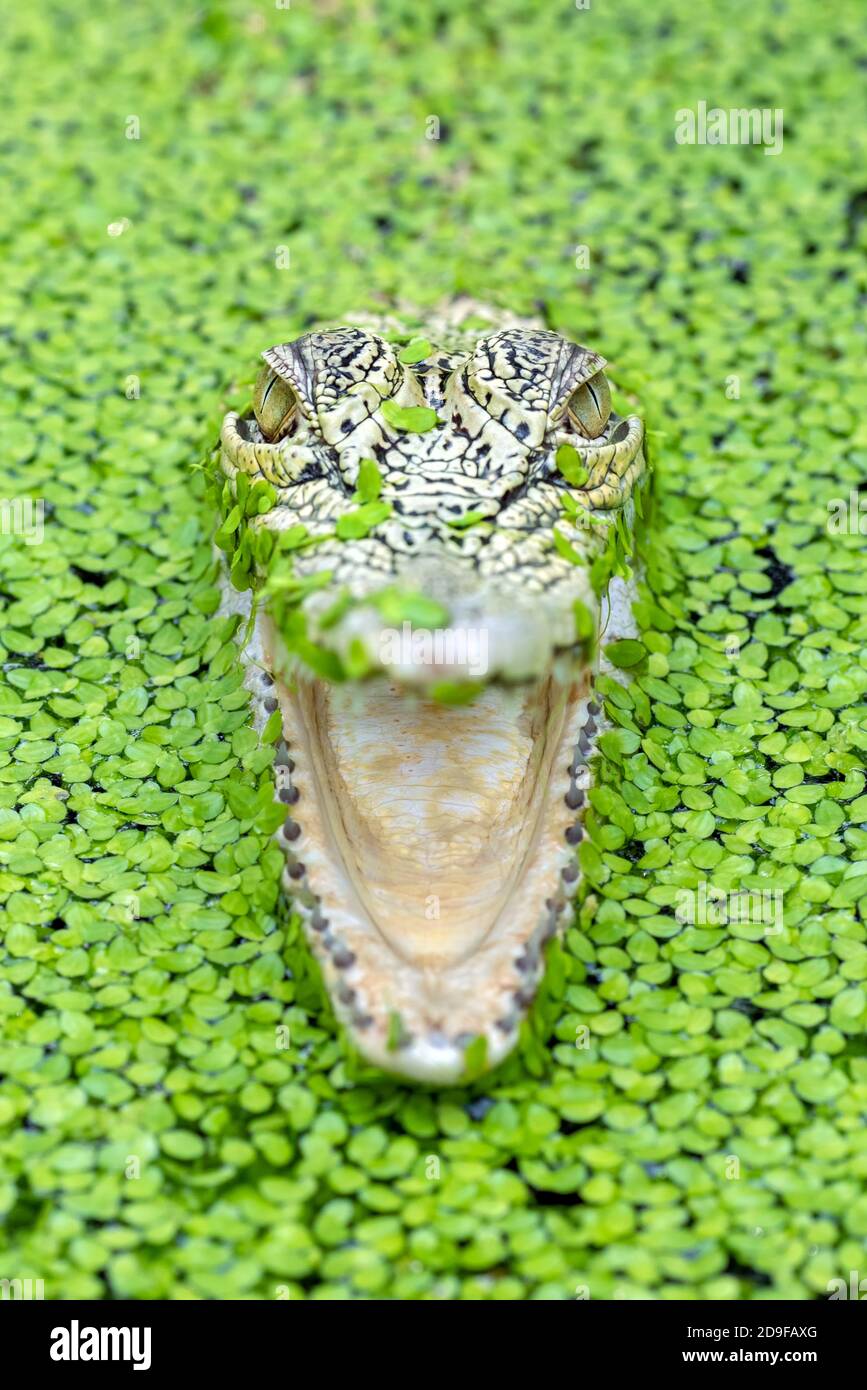 Indian swamp crocodile hi-res stock photography and images - Alamy