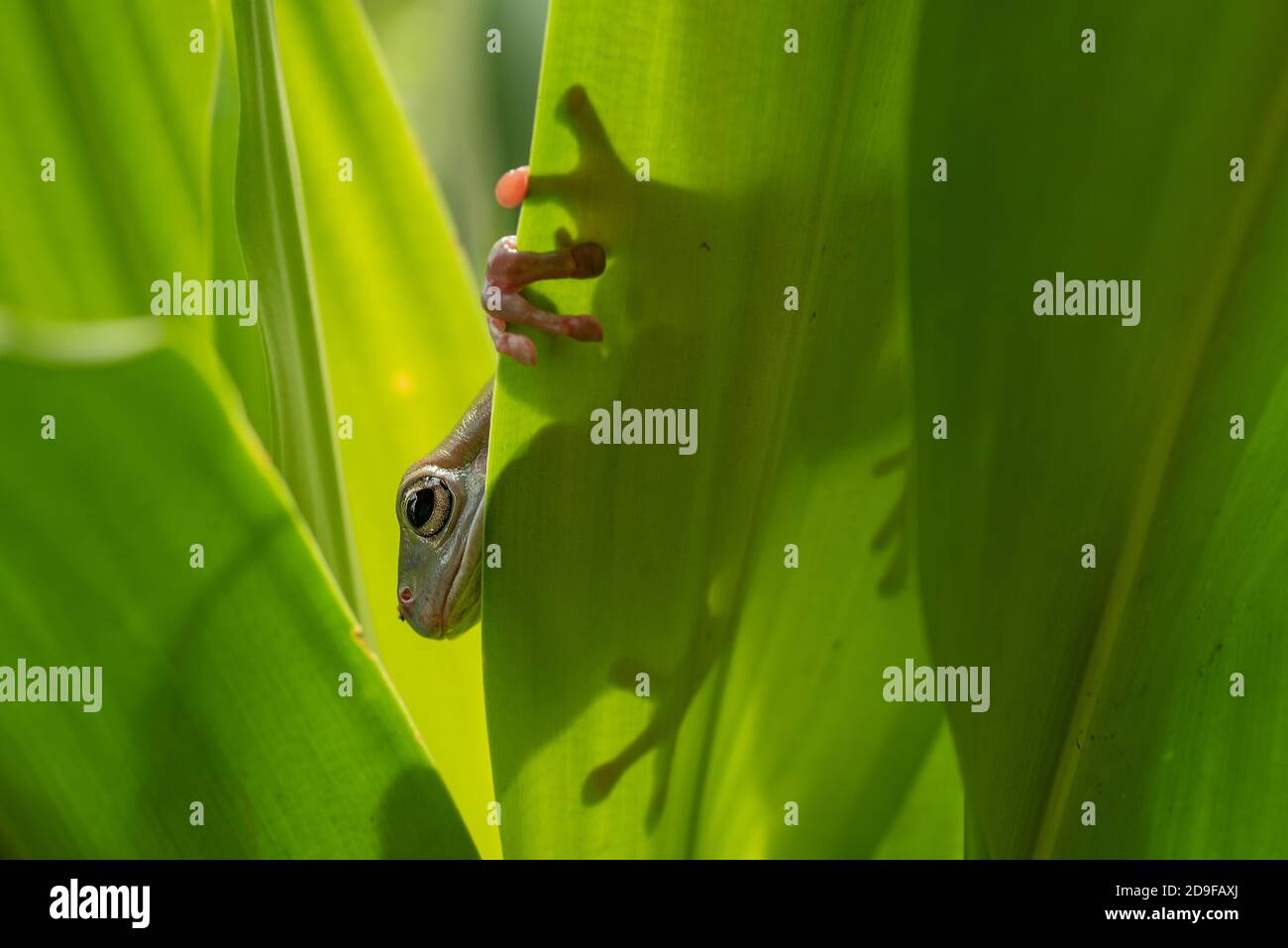 White lipped tree frog on the leaf Stock Photo - Alamy