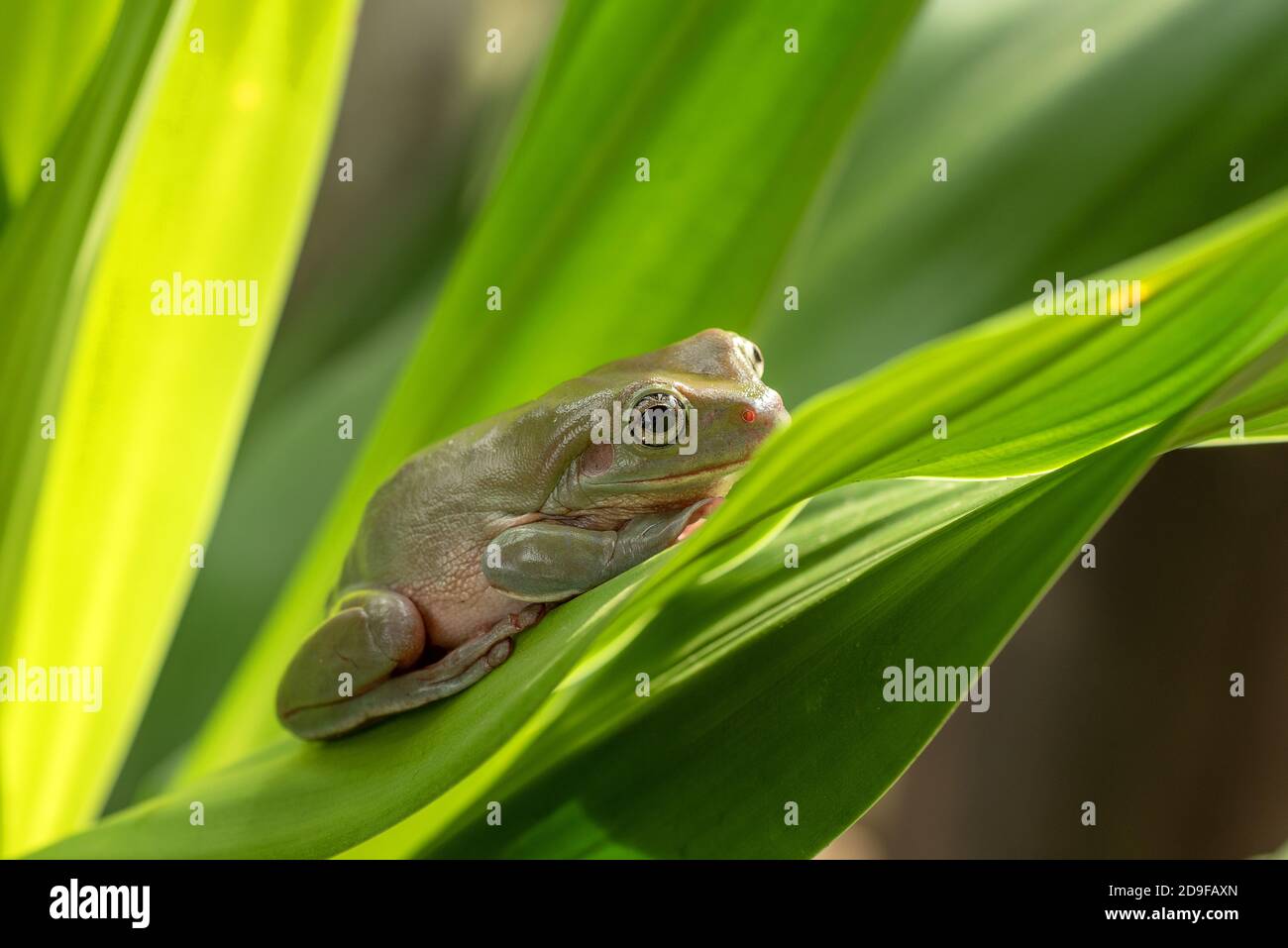 White lipped tree frog on the leaf Stock Photo - Alamy