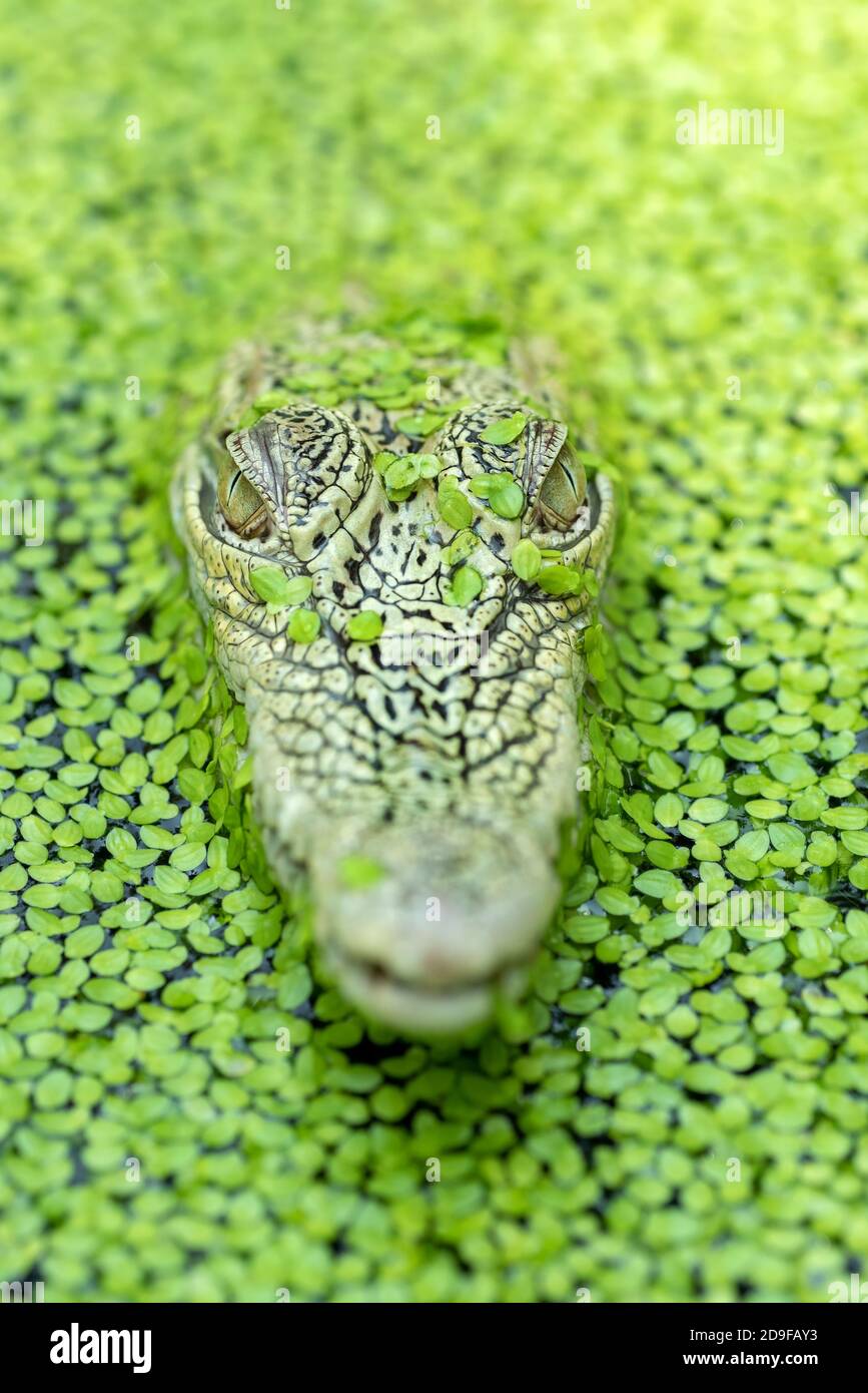 Close-up of a crocodile head Stock Photo - Alamy
