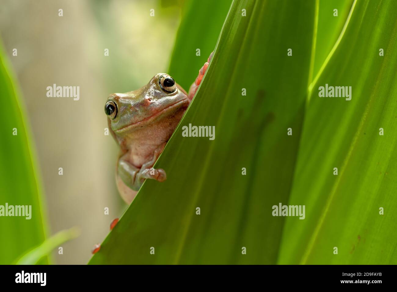 White lipped tree frog on the leaf Stock Photo - Alamy