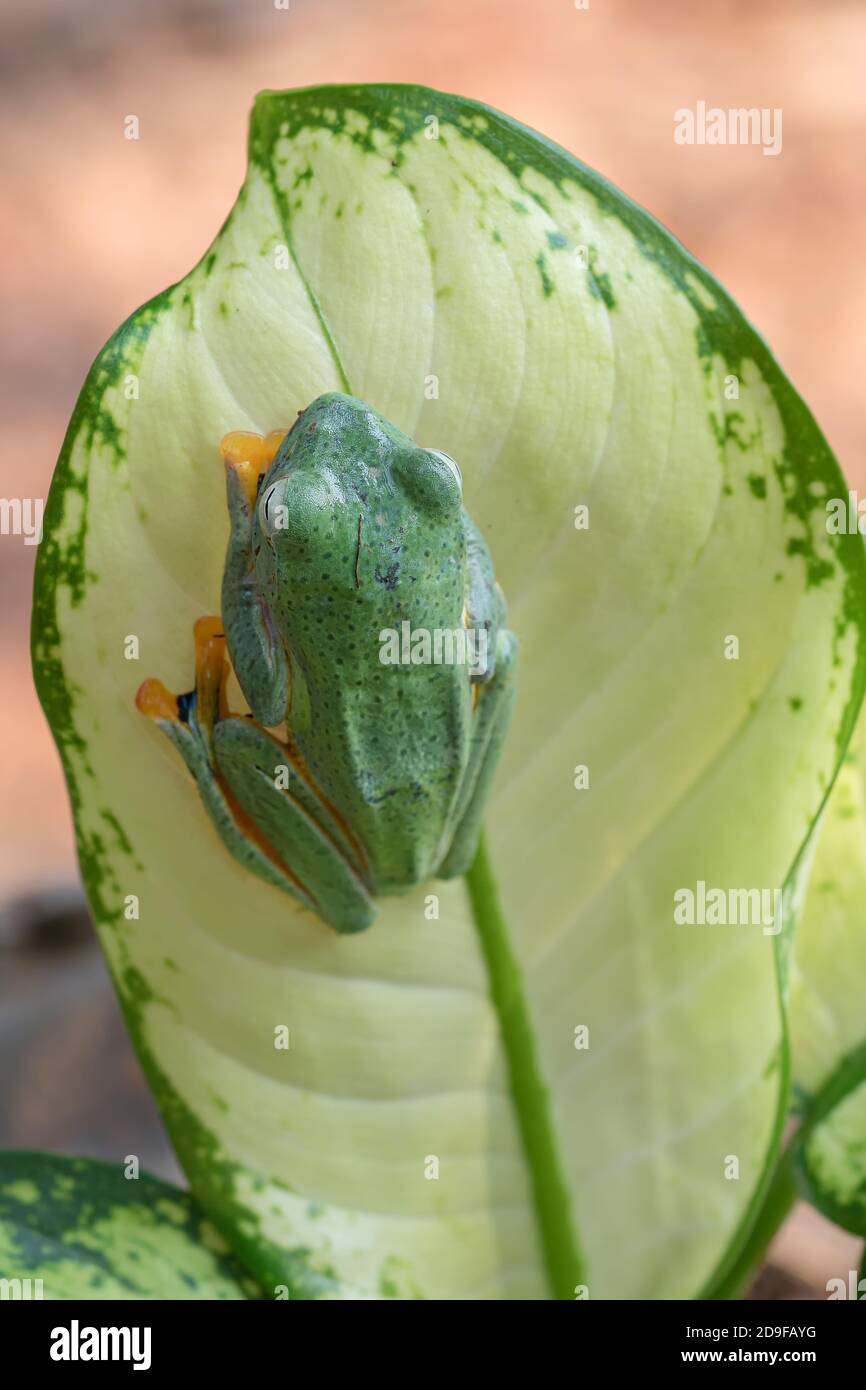 Green tree flying frog on the leaf Stock Photo - Alamy