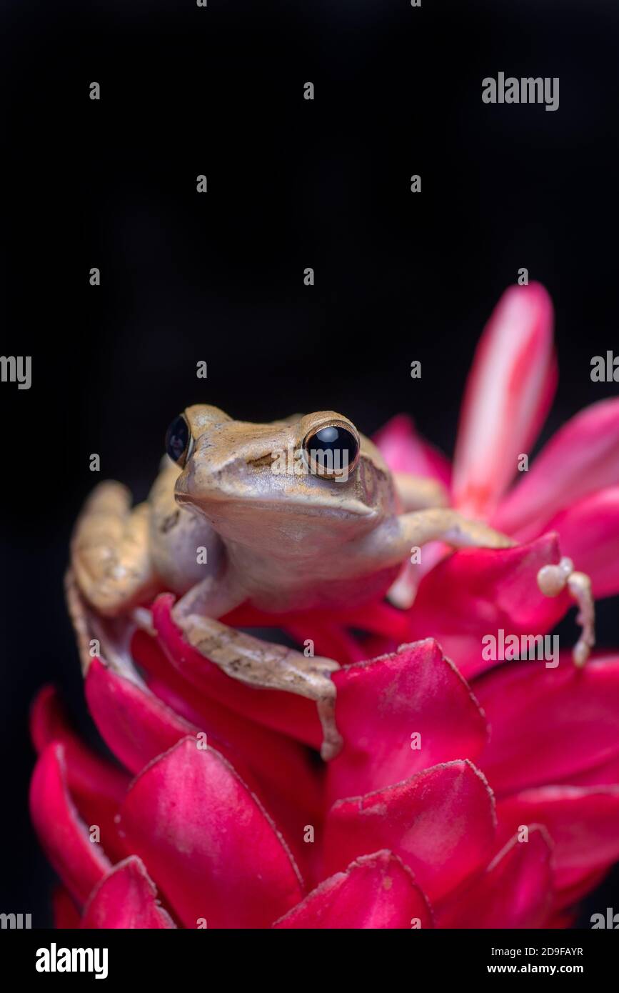 Javan tree frog hi-res stock photography and images - Alamy