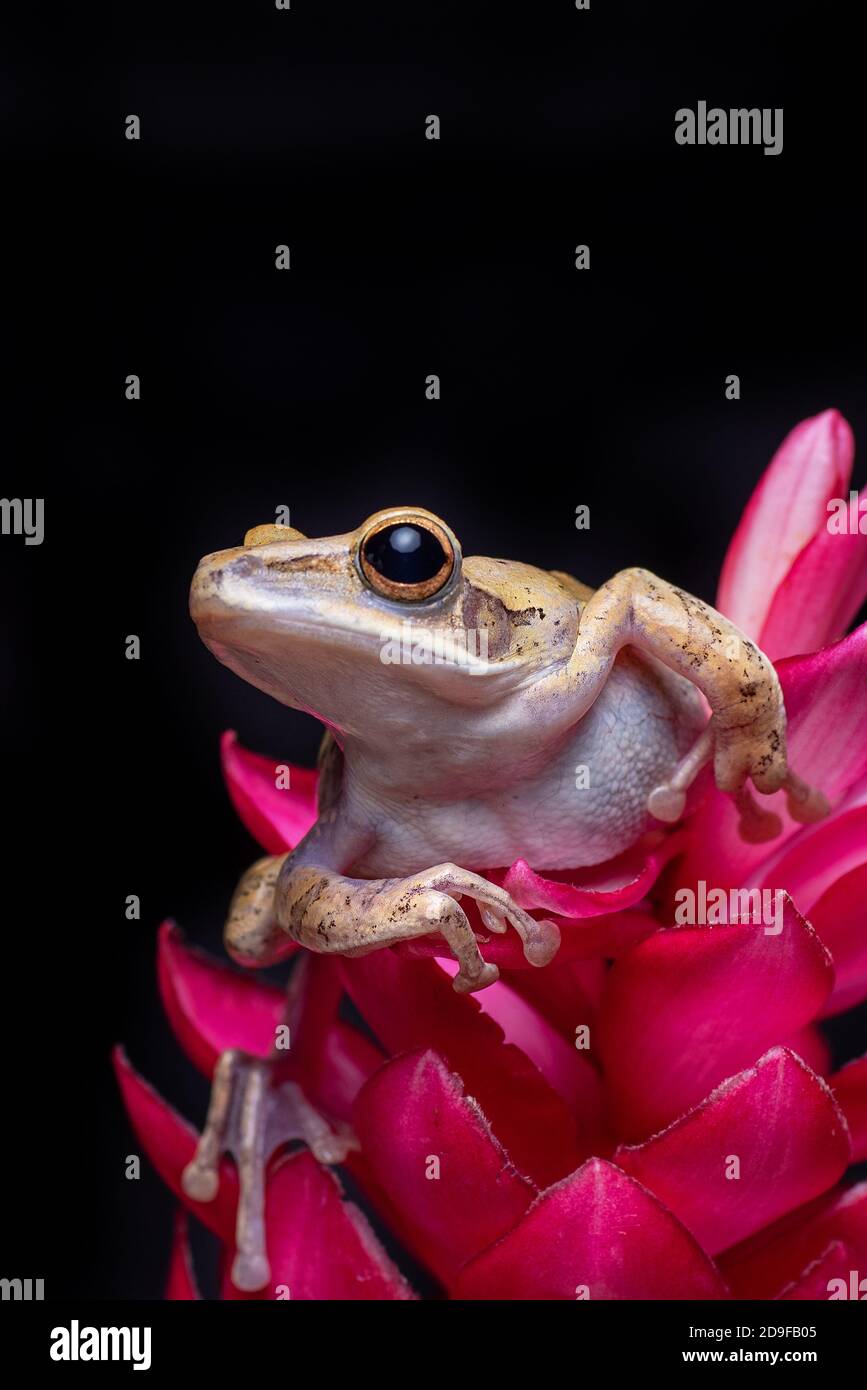 Javan tree frog hi-res stock photography and images - Alamy