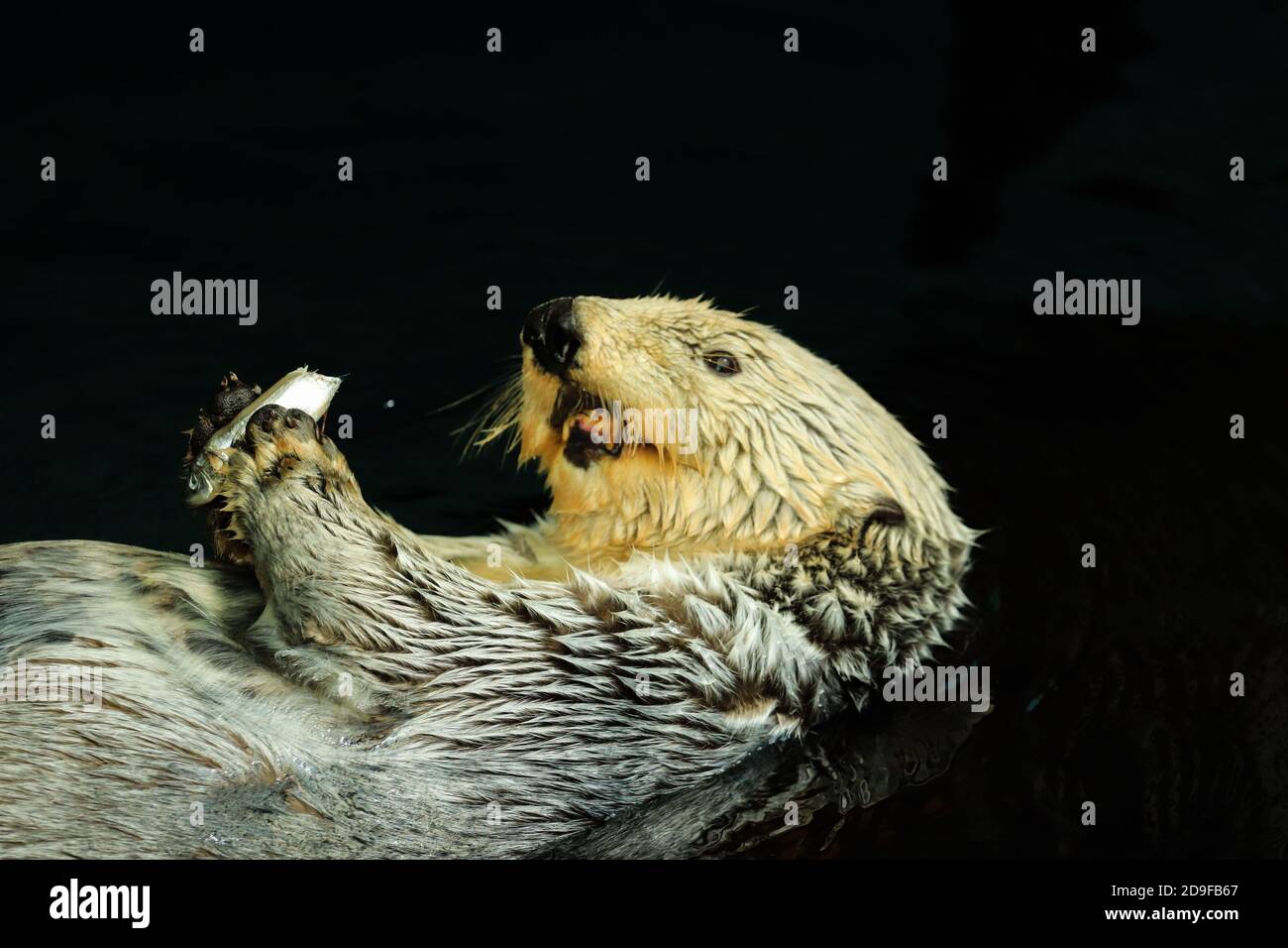 Aquatic and terrestrial environment hi-res stock photography and images ...