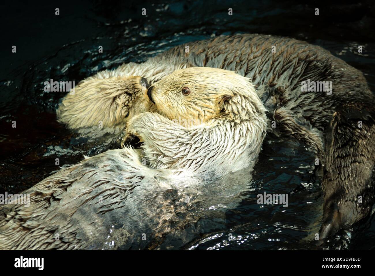 Sea otter couple eating fish Stock Photo - Alamy