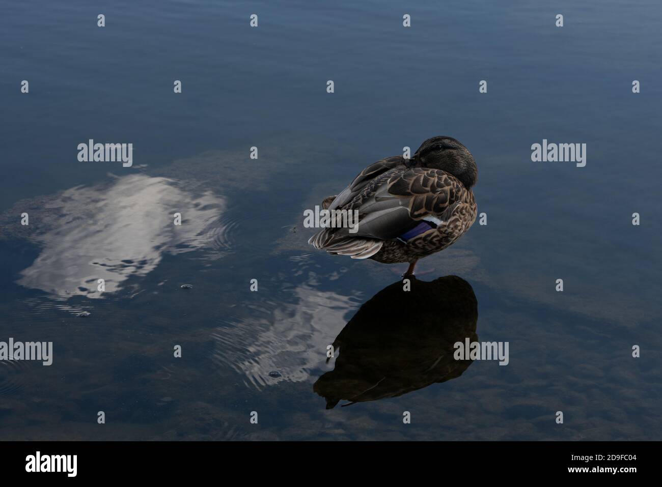 Backshot hi-res stock photography and images - Alamy