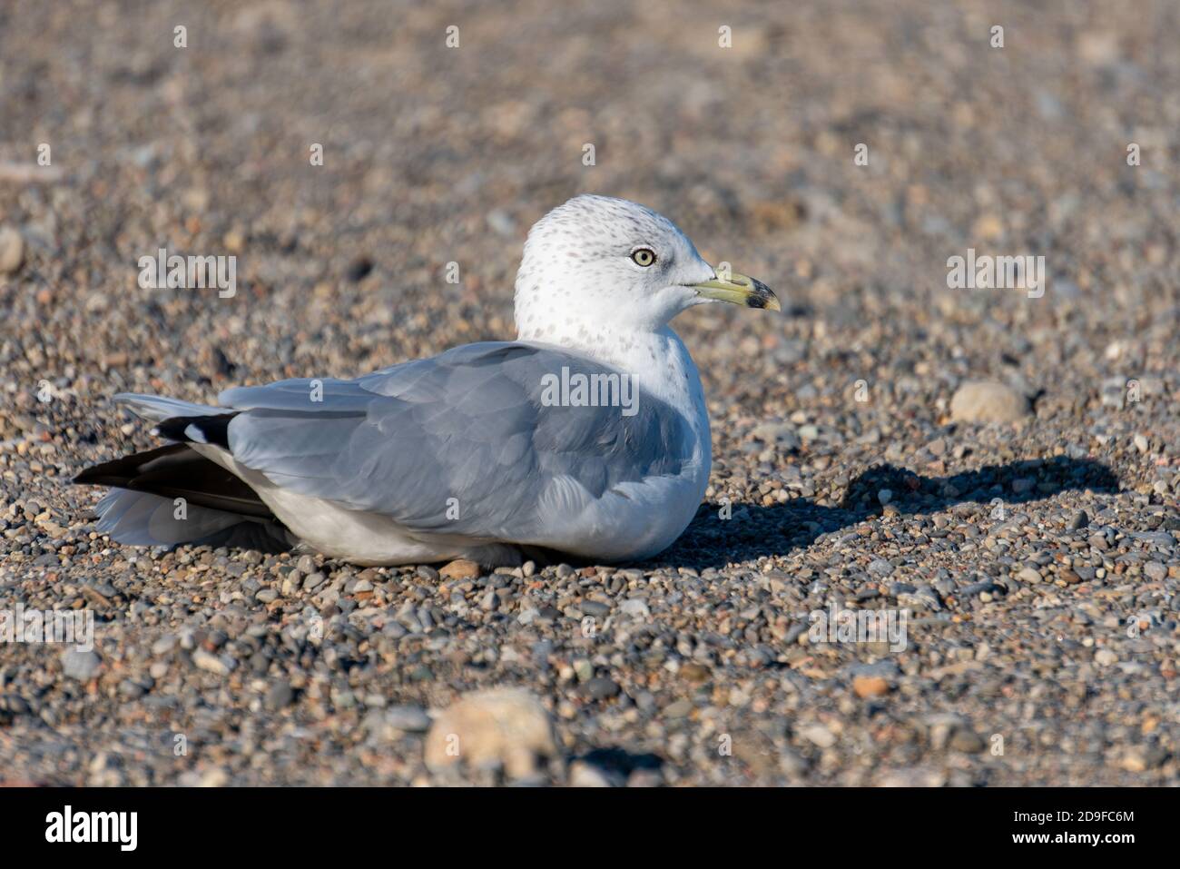 Closeup shot of a seagull on the sandy surface near the seashore Stock ...