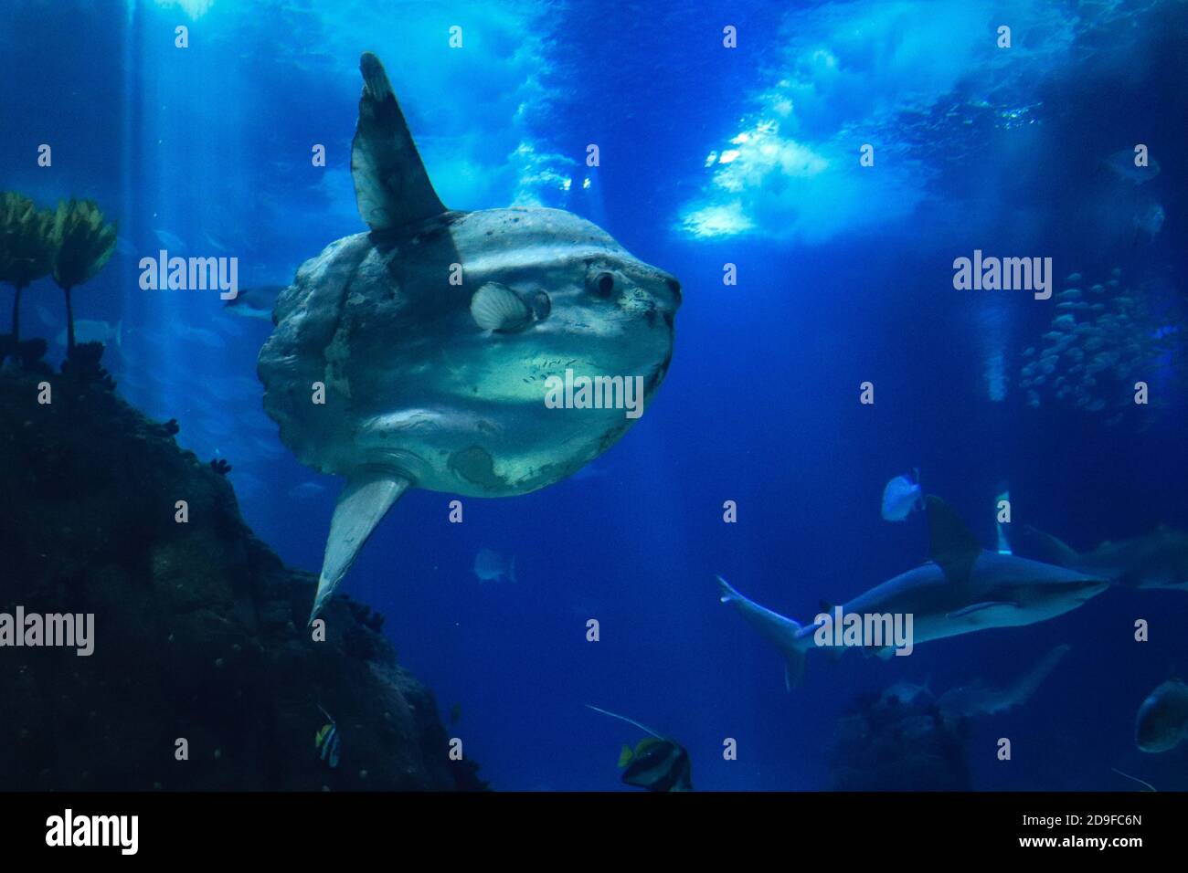 sunfish (moonfish) swimms in blue ocean water Stock Photo - Alamy