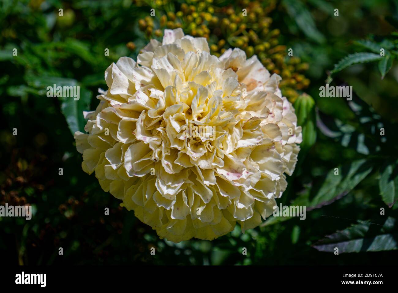 Vanilla marigold hi-res stock photography and images - Alamy