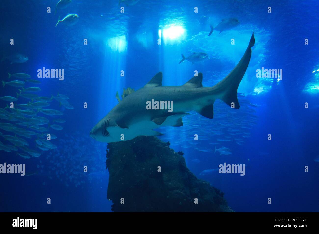 Great white shark face hi-res stock photography and images - Alamy