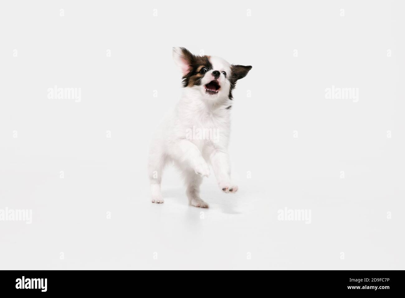 Running. Papillon Fallen little dog is posing. Cute playful braun doggy ...