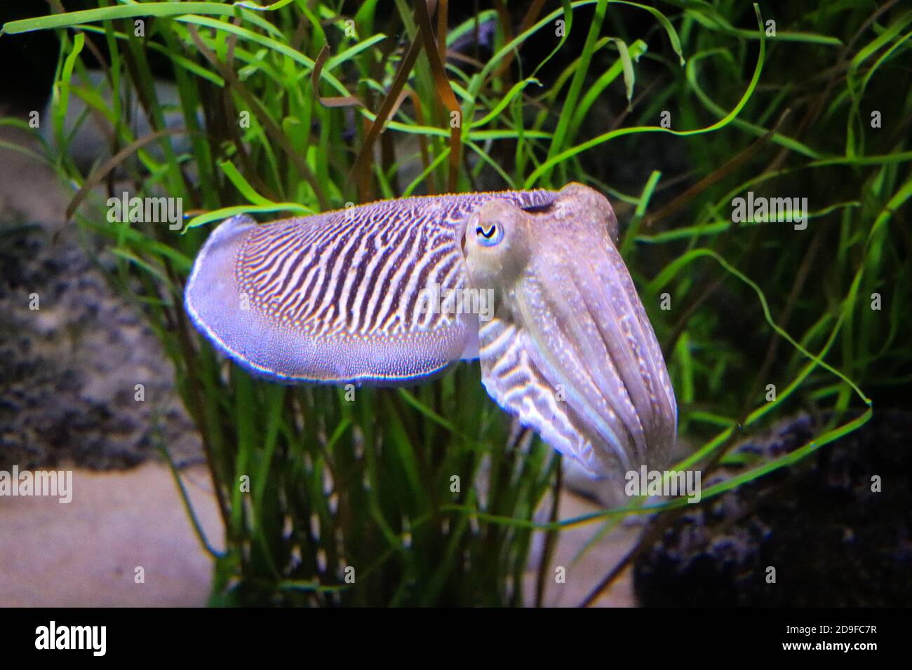 Bright Cuttlefish swimming in their habitat Stock Photo - Alamy