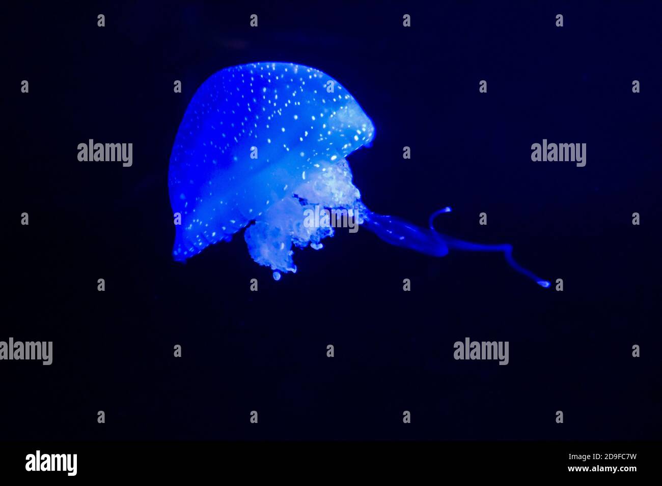 Jellyfish Swimming In The Sea. Medusa Stock Photo - Alamy