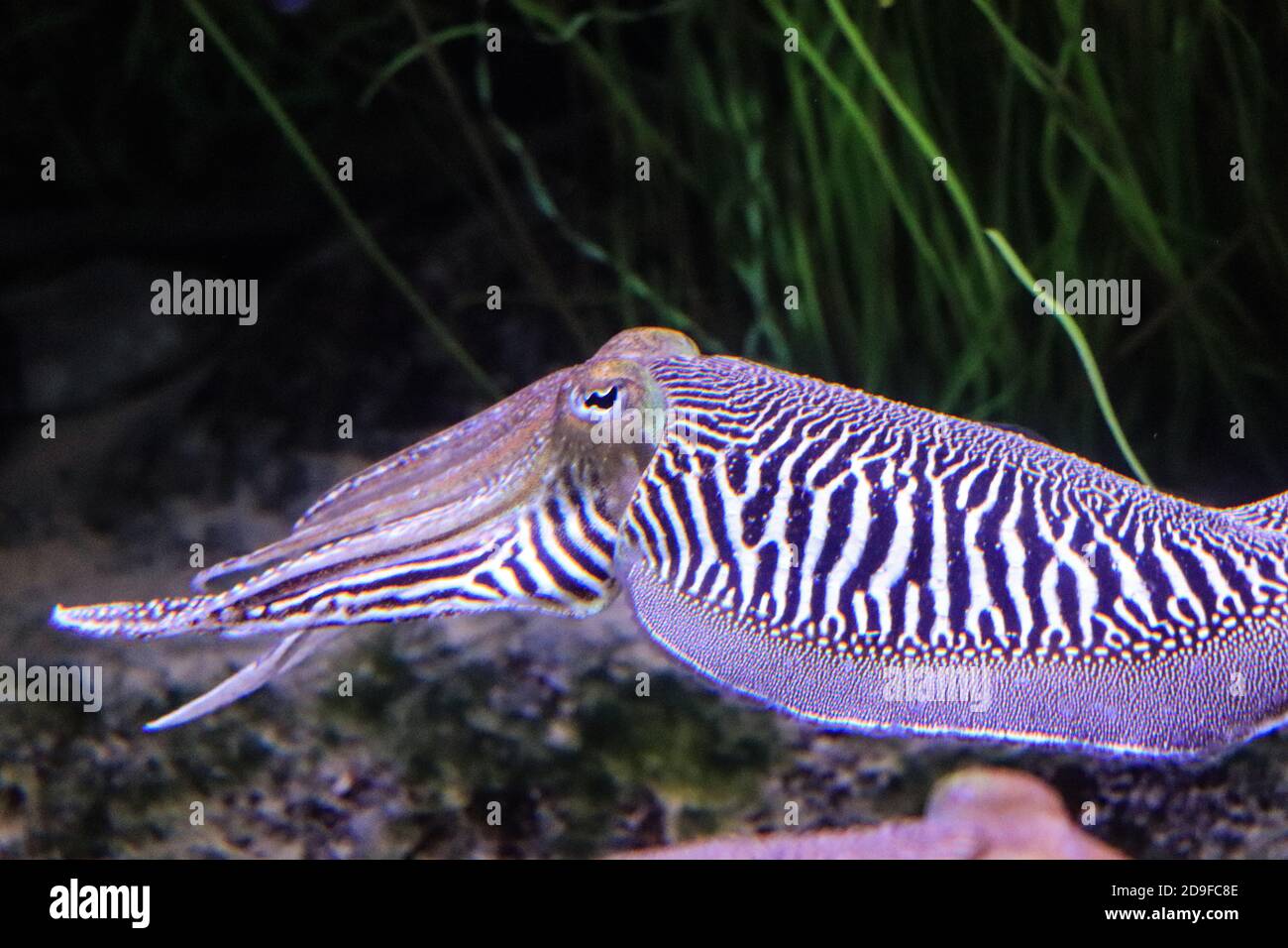Bright Cuttlefish swimming in their habitat Stock Photo - Alamy