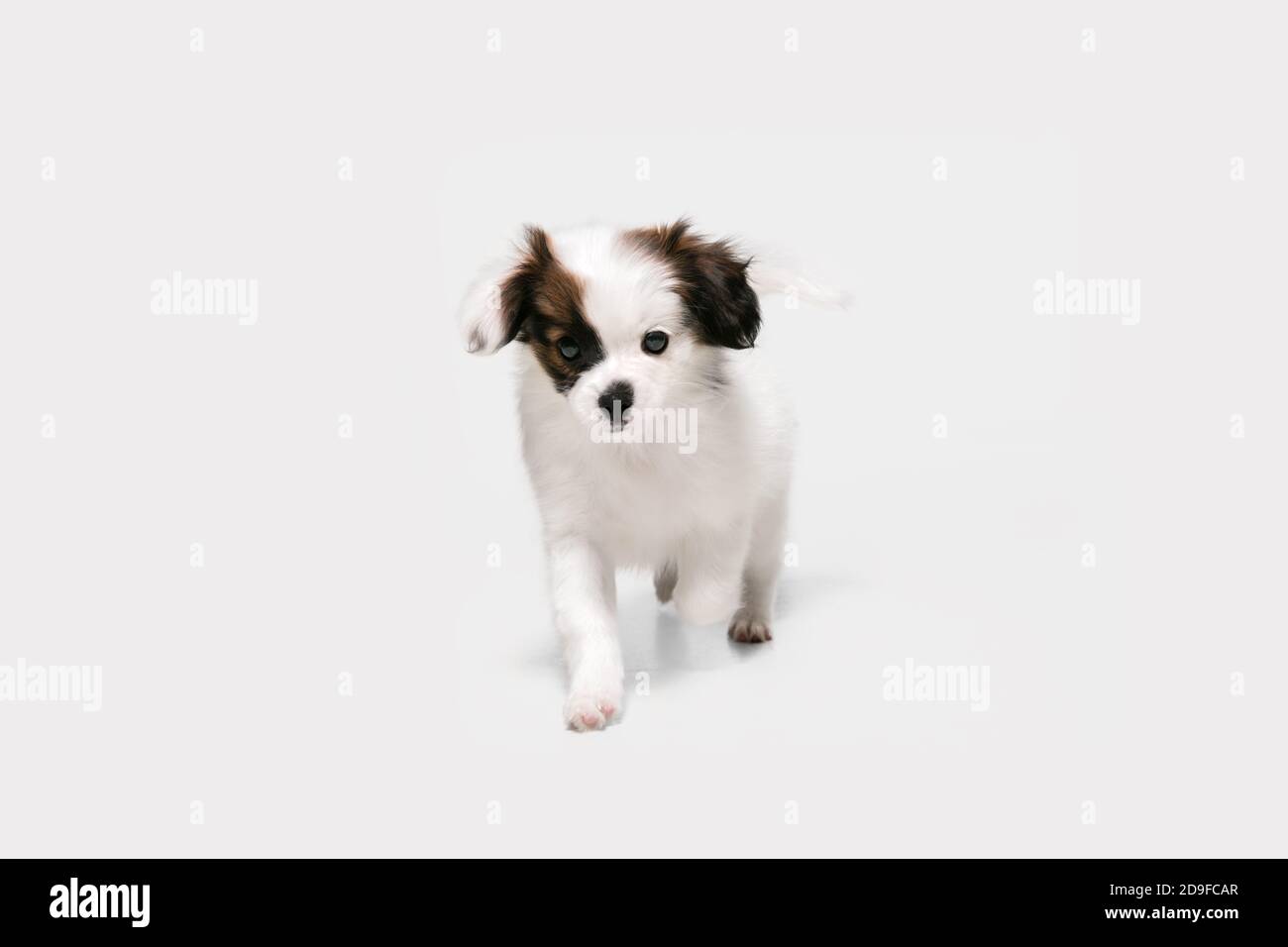 Running. Papillon Fallen little dog is posing. Cute playful braun doggy ...