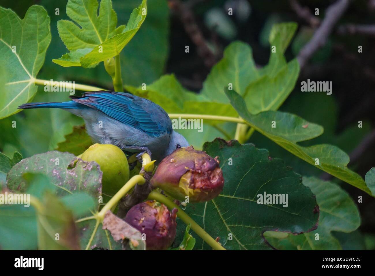 Natural bird form hi-res stock photography and images - Alamy
