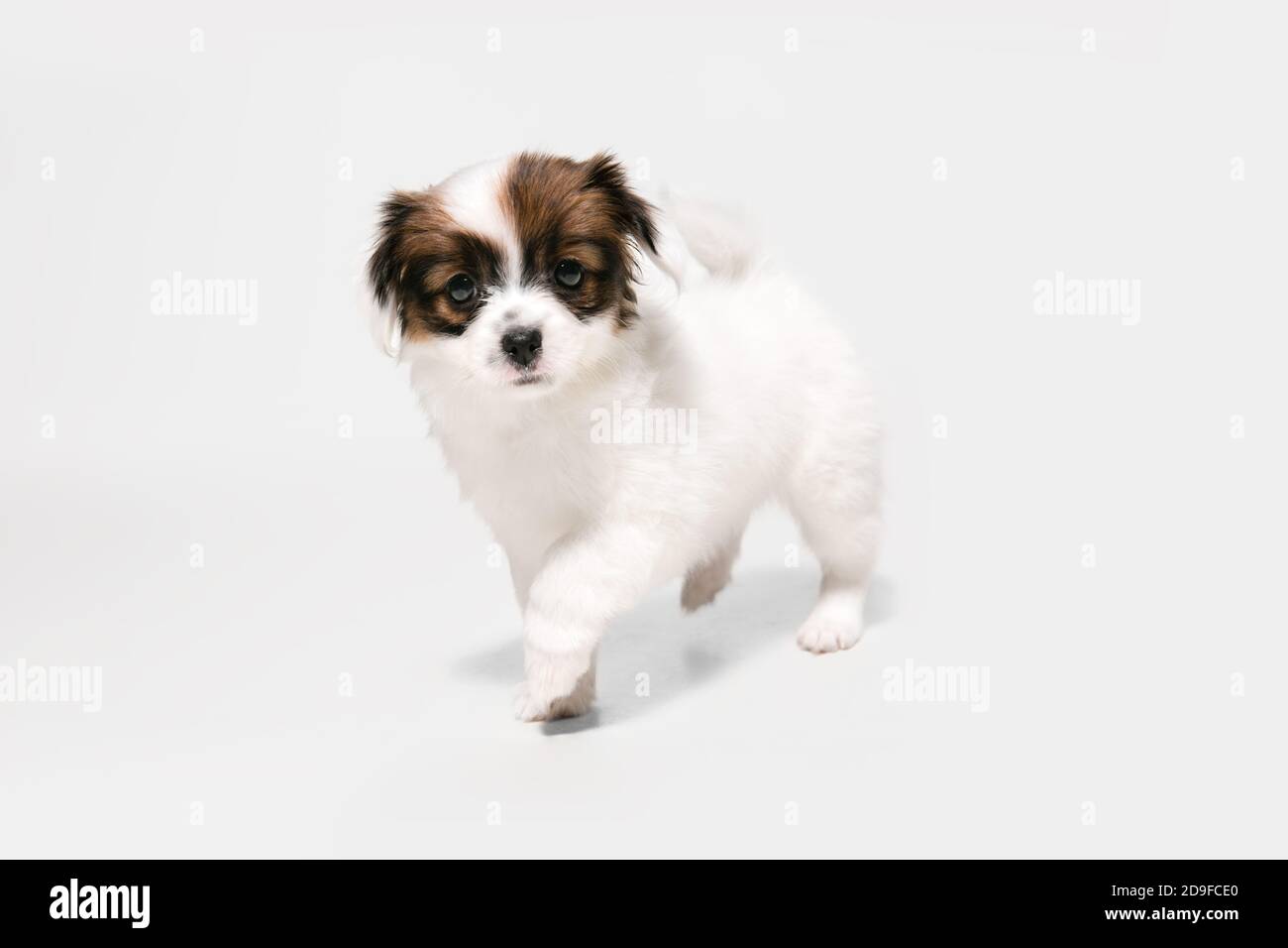 Running. Papillon Fallen little dog is posing. Cute playful braun doggy ...