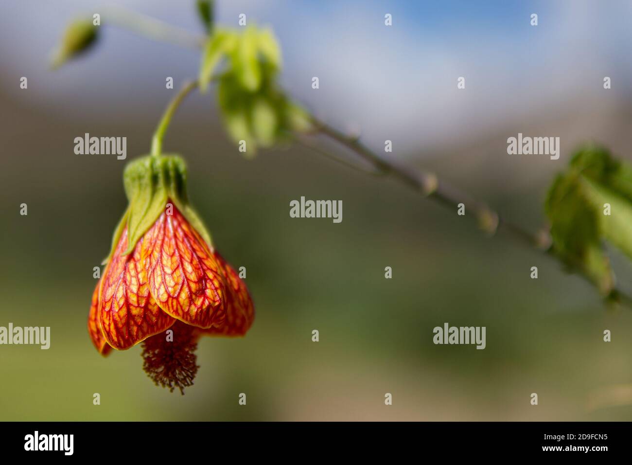 Closeup of a red vein Indian mallow flower on the blurred background ...
