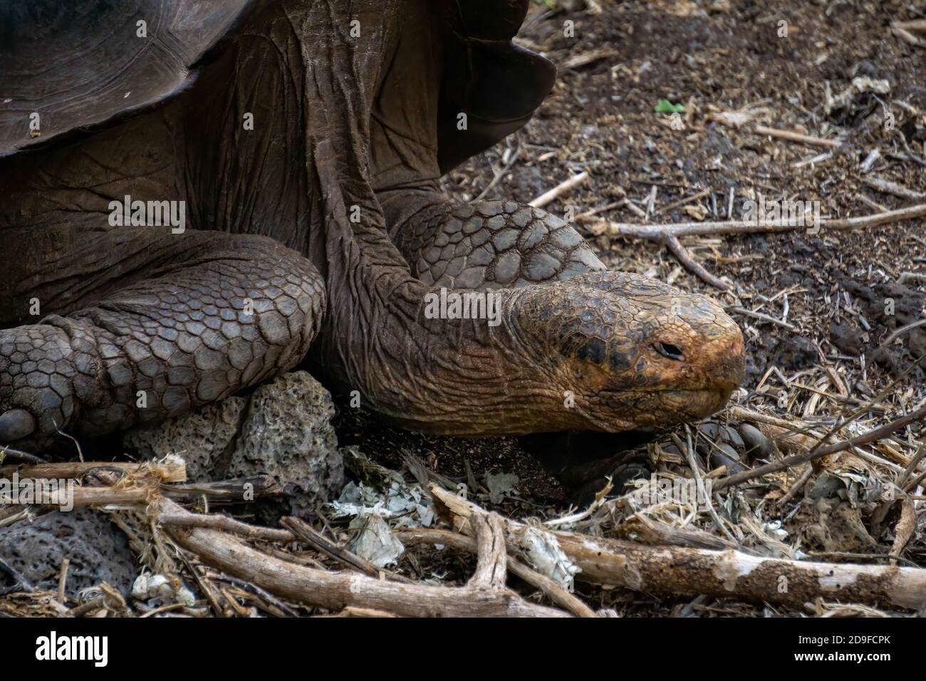 Closeup of a Galapagos giant tortoise crawling on the ground Stock ...