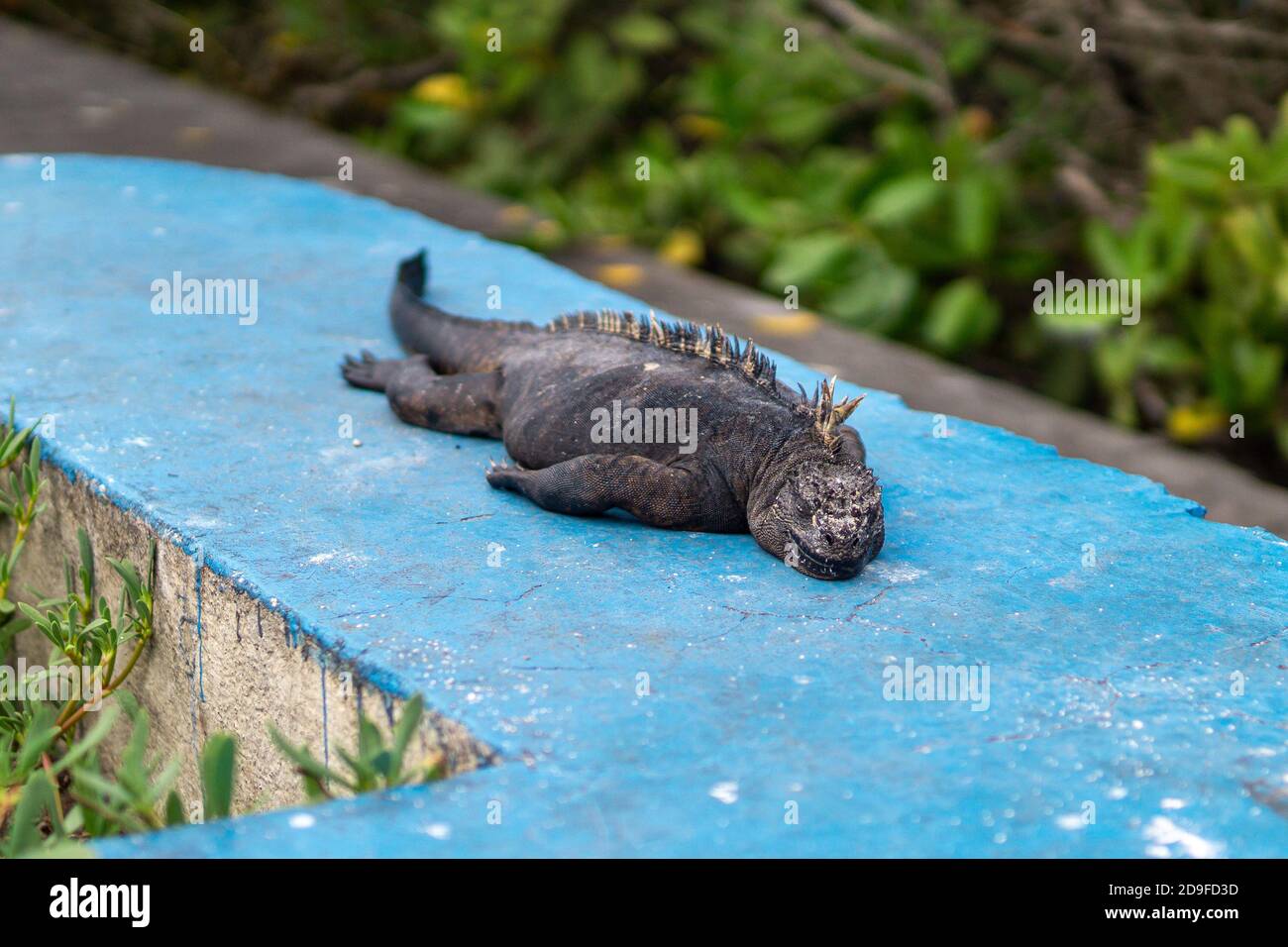 Closeup of a marine iguana sleeping on the blue-painted surface Stock ...