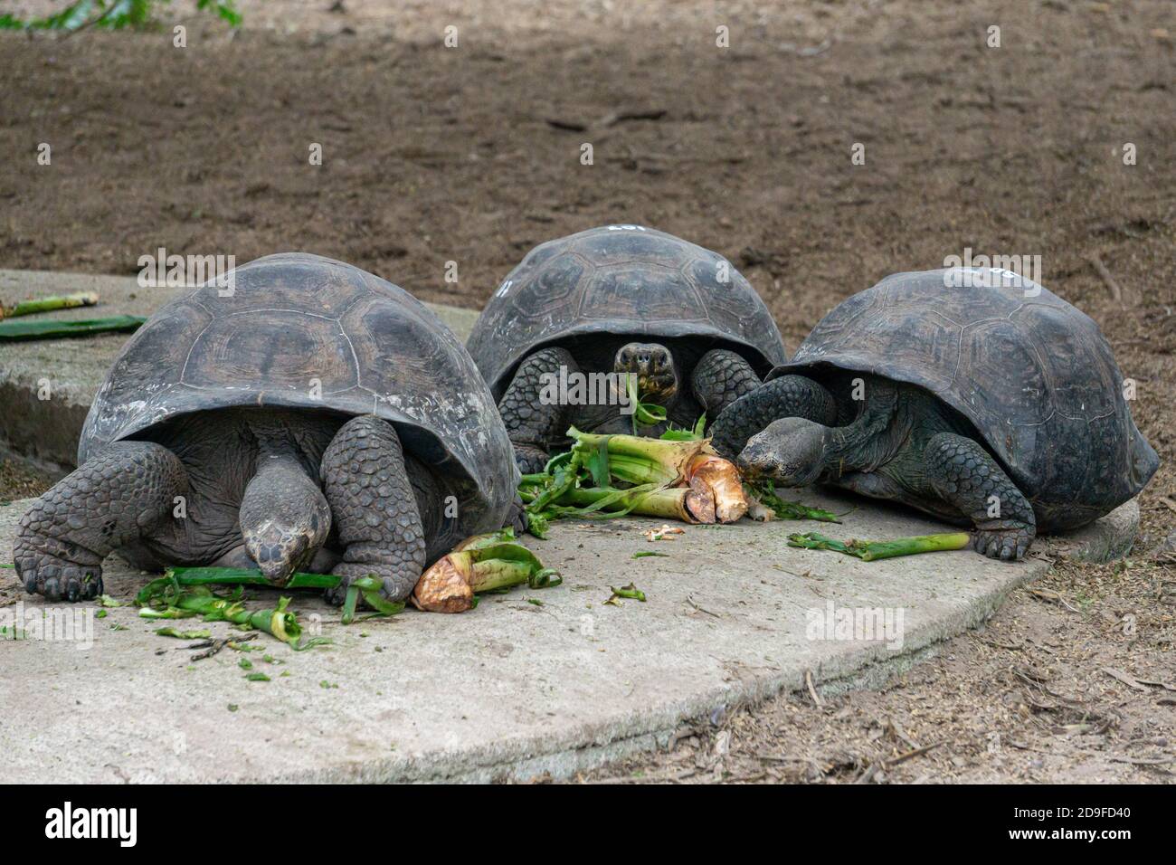 Closeup shot of three large turtles on the ground Stock Photo - Alamy