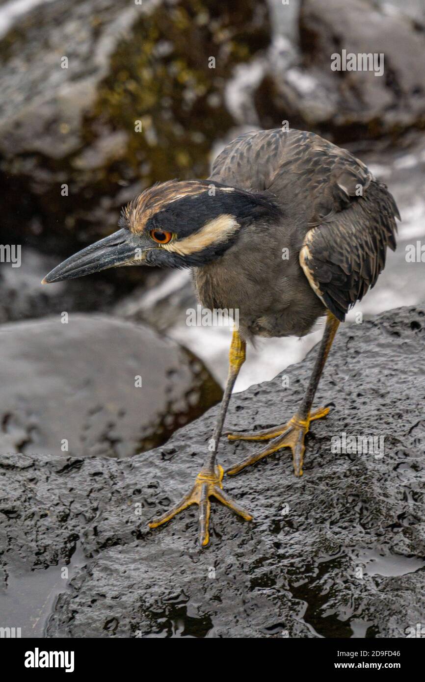 Eurasian curlew wings hi-res stock photography and images - Alamy