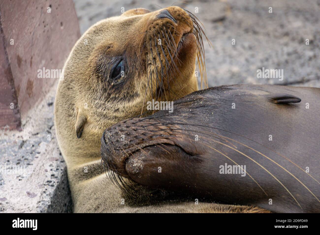 Seals hugging hi-res stock photography and images - Alamy