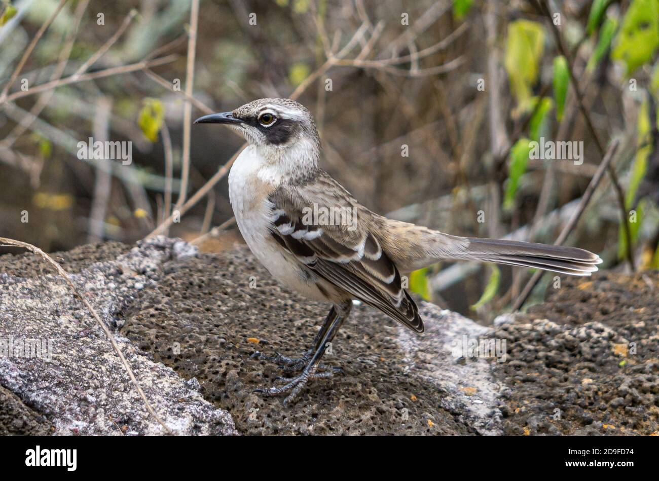 Closeup of a cute Galapagos mockingbird on the blurred background Stock ...