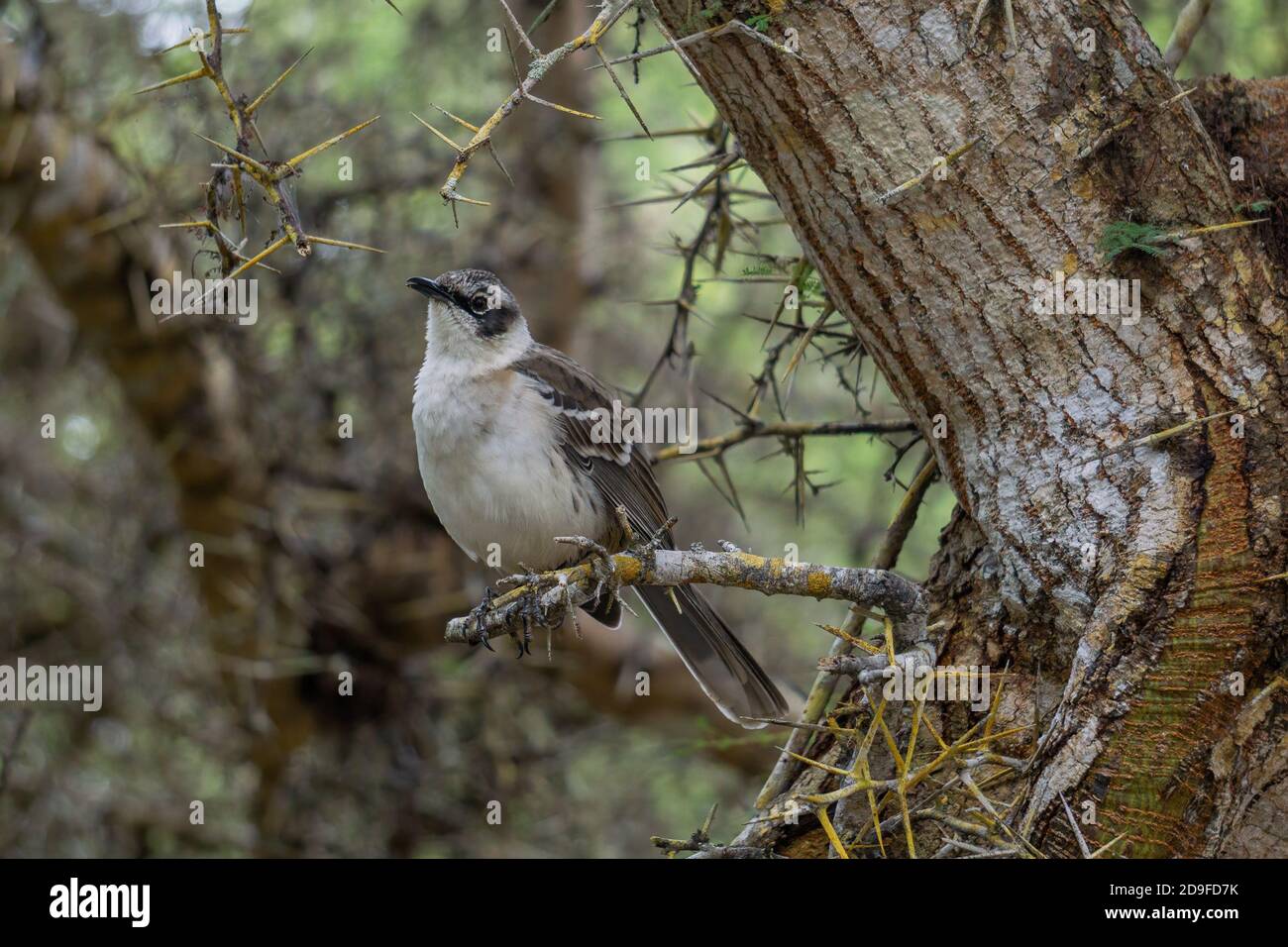 Floreana mockingbird hi-res stock photography and images - Alamy