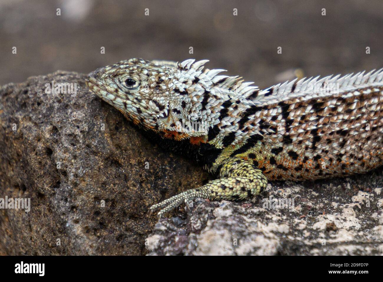 Ibiza wall lizard hi-res stock photography and images - Alamy