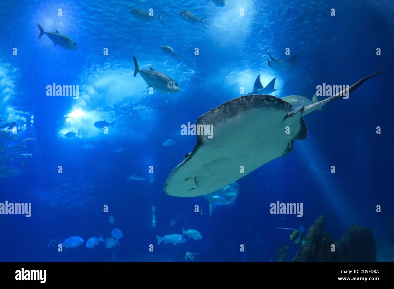 Underwater view from a Fish swiming in oceanarium Stock Photo - Alamy